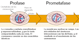 BIOLOGIA: Biologia